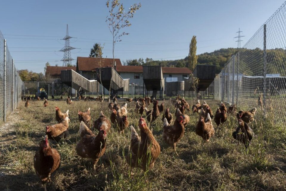 Chickenville – eco friendly poultry farm | Skroz